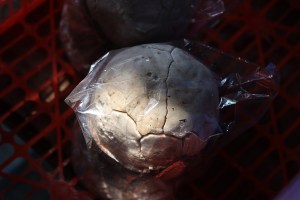 Rediscovering Asin Tibuok — a cultural salt of Bohol – Mata Press