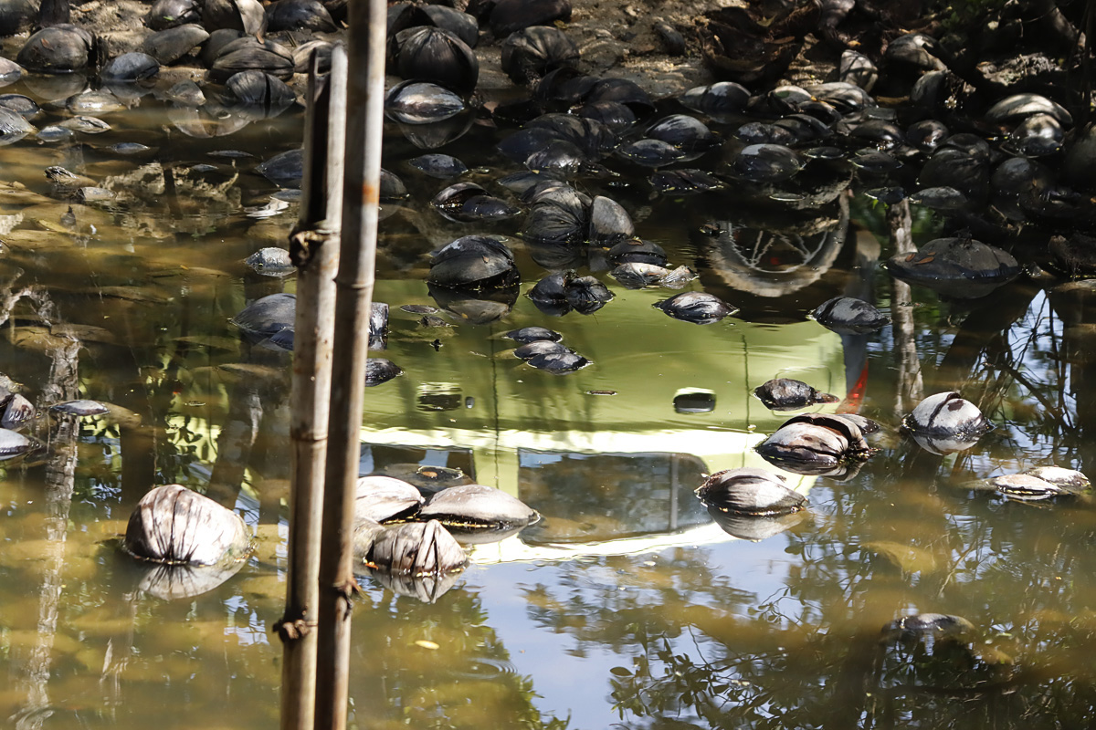 Rediscovering Asin Tibuok — a cultural salt of Bohol – Mata Press