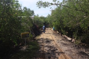 Rediscovering Asin Tibuok — a cultural salt of Bohol – Mata Press